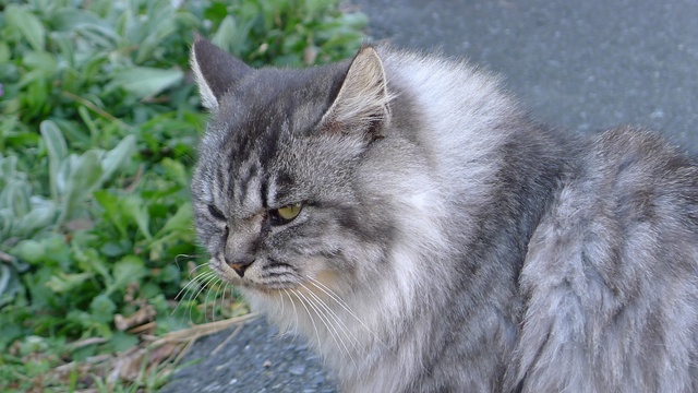 TofuguTV Cat Island, Part 2 - Watch on Crunchyroll